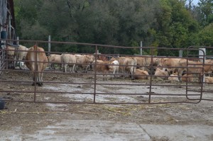 Knox Pumpkin Patch – Freckles and Cheeks
